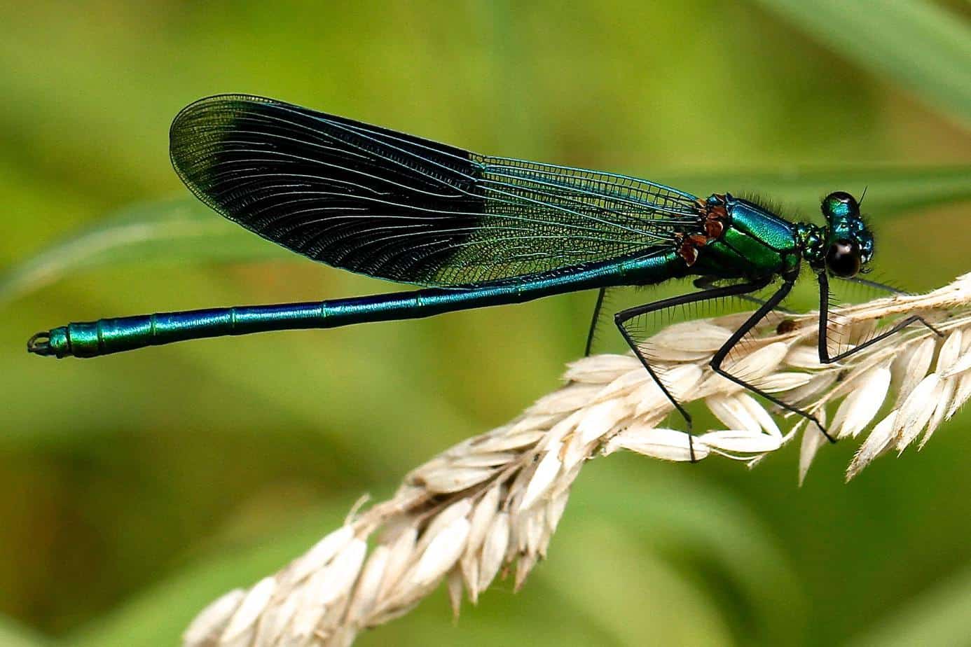 14 Best Dragonfly Gifts in 2026 | HappyGiftee.com